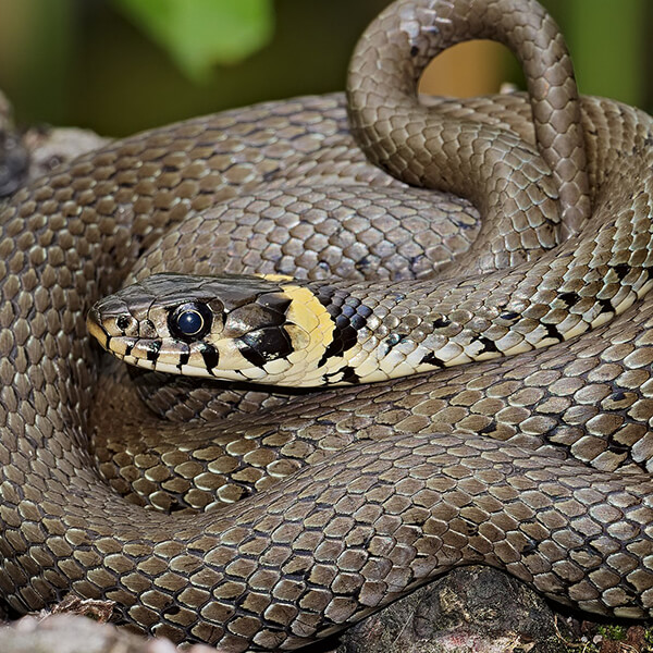 Snakes in Cyprus - What Travelers Need to Know - Just About Cyprus