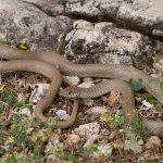 Snakes in Cyprus - What Travelers Need to Know - Just About Cyprus