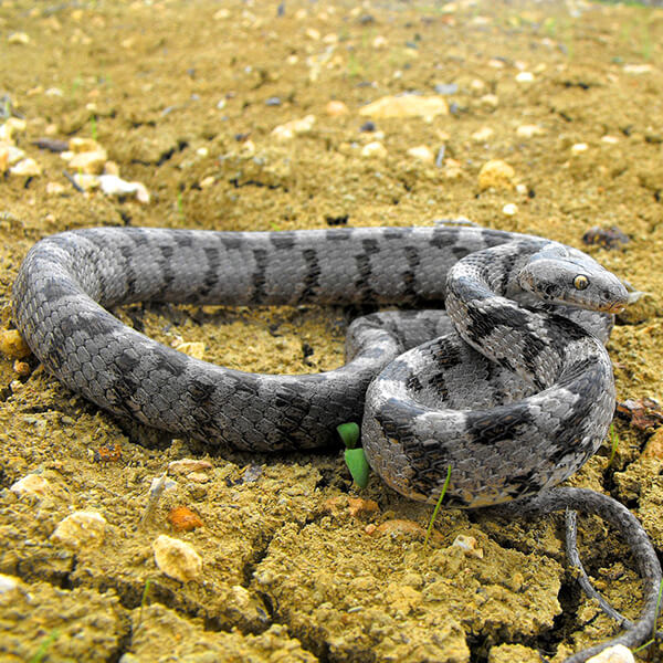 Snakes in Cyprus - What Travelers Need to Know - Just About Cyprus