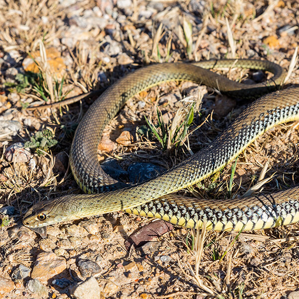 Snakes in Cyprus - What Travelers Need to Know - Just About Cyprus